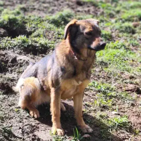 Adoption Chien Chien : Gabi à Saussay | Adopt'Animaux