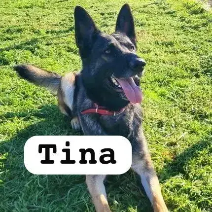 Adoption Chien Berger Allemand : Tina à Salon-de-Provence | Adopt'Animaux