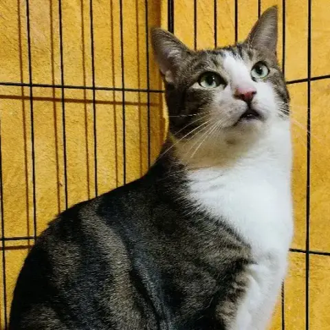 Adoption Chat Européen : Gasper à Brion | Adopt'Animaux
