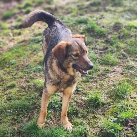 Adoption Chien Chien : Gabi à Saussay | Adopt'Animaux