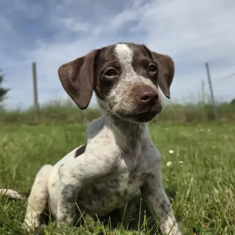 Adoption Chien Chien : Babsy à Cazères | Adopt'Animaux