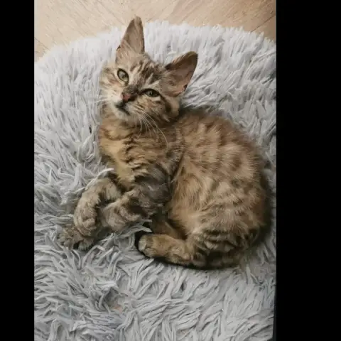 Adoption Chat Européen : Snow à Levallois-Perret | Adopt'Animaux