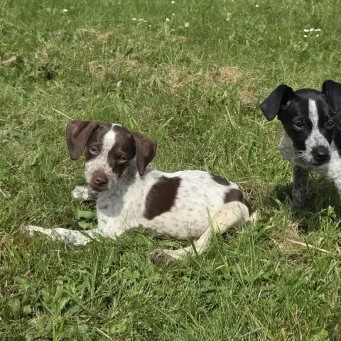 Adoption Chien Chien : Babsy à Cazères | Adopt'Animaux