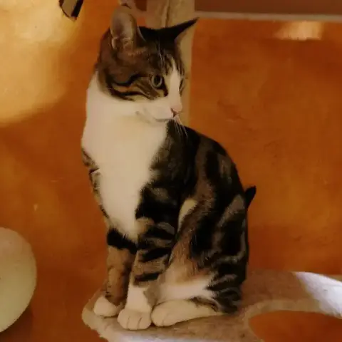 Adoption Chat Européen : Gasper à Brion | Adopt'Animaux