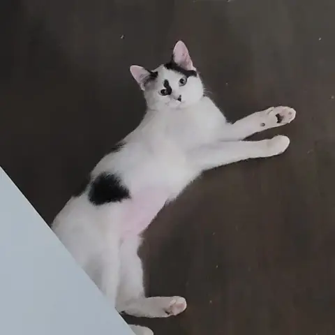 Adoption Chat Européen : Ayo à Melrand | Adopt'Animaux