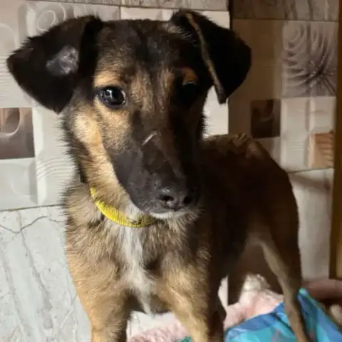 Adoption Chien Chien : Robbie à L'Isle-Adam | Adopt'Animaux