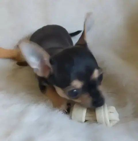 Adoption Chien Chihuahua : Chihuahua Benito De Quentin De La Tour à ...