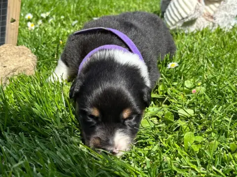 Adoption Chien Berger Australien : Berger Australien Baccara De L'Amour ...