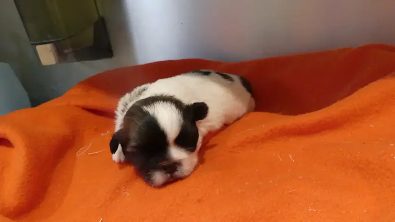 Adoption Chien Shih Tzu : Shih Tzu Chiot N°1 Du Domaine Des Ecorces à ...